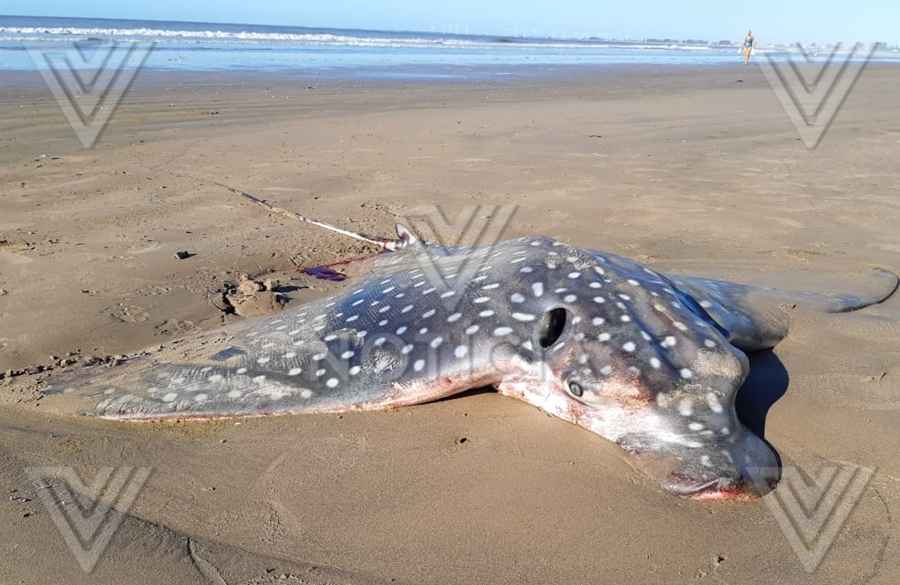 Arraia-pintada morta encontrada na manhã deste domingo, 06, na Praia de ...